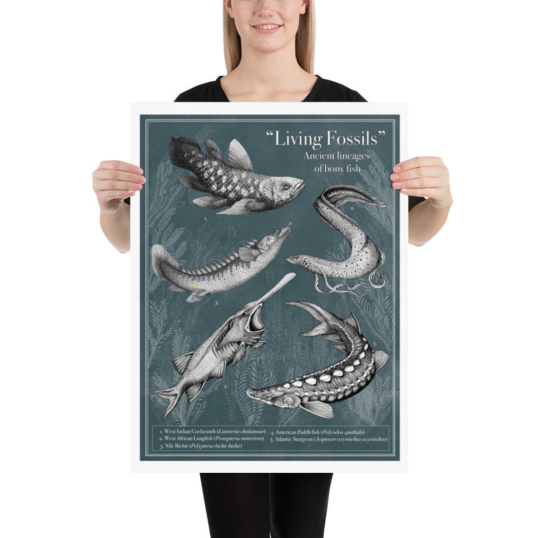 Living Fossil Fish: Poster - Etsy