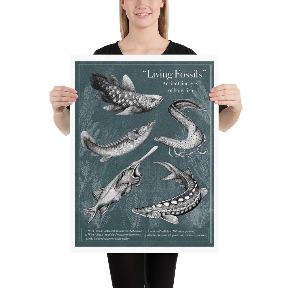 Living Fossil Fish: Poster - Etsy