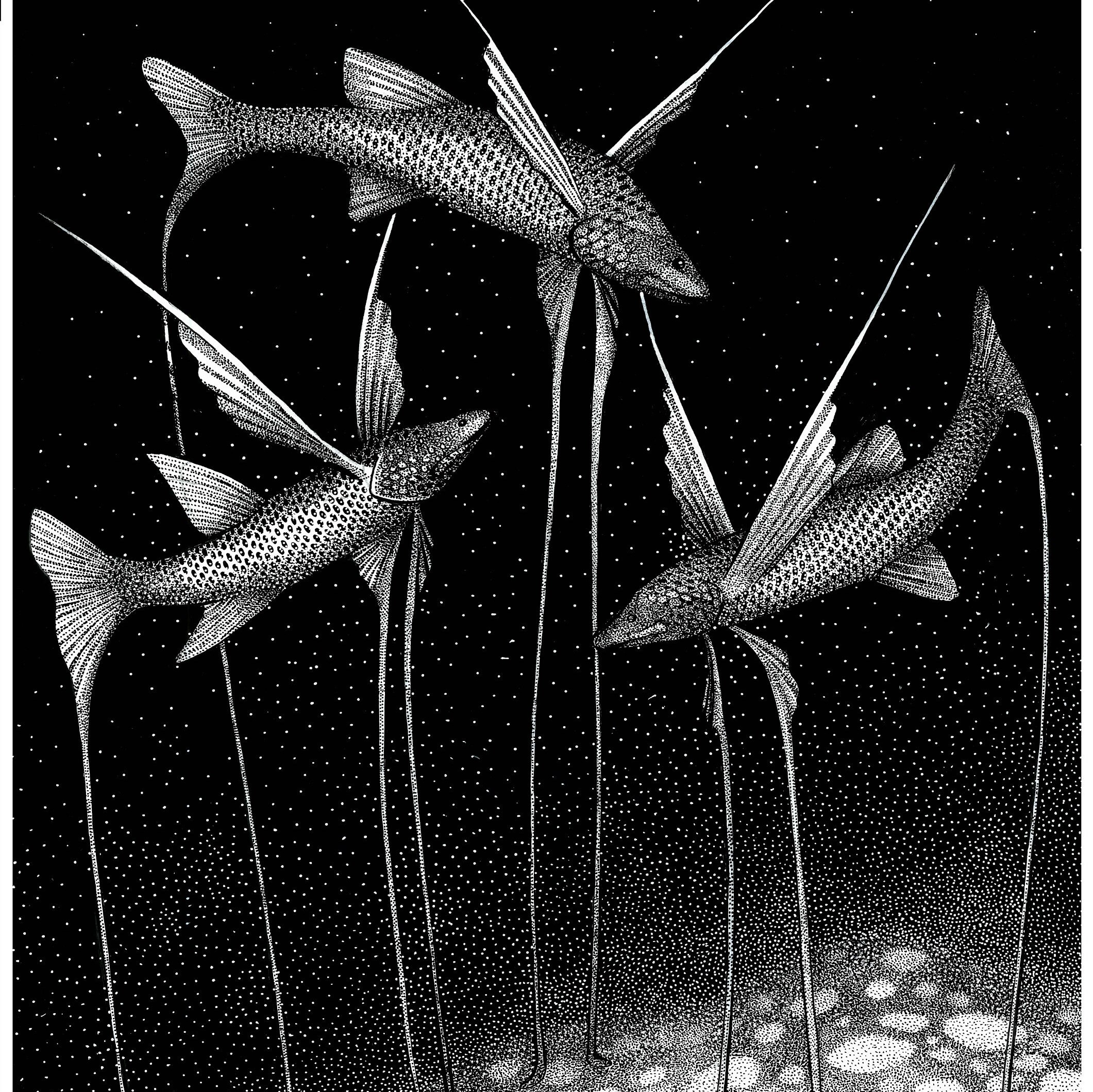 Tripod Abyssal Fish Original Drawing - Etsy