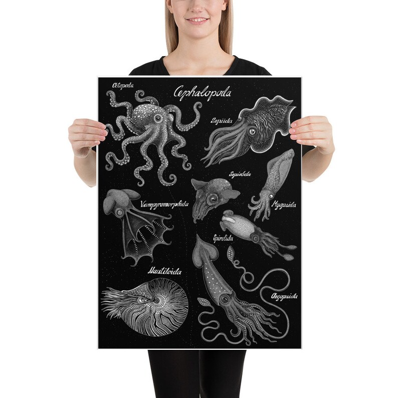 Cephalopoda: Poster - Etsy
