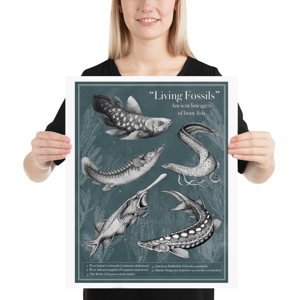 Living Fossil Fish: Poster - Etsy