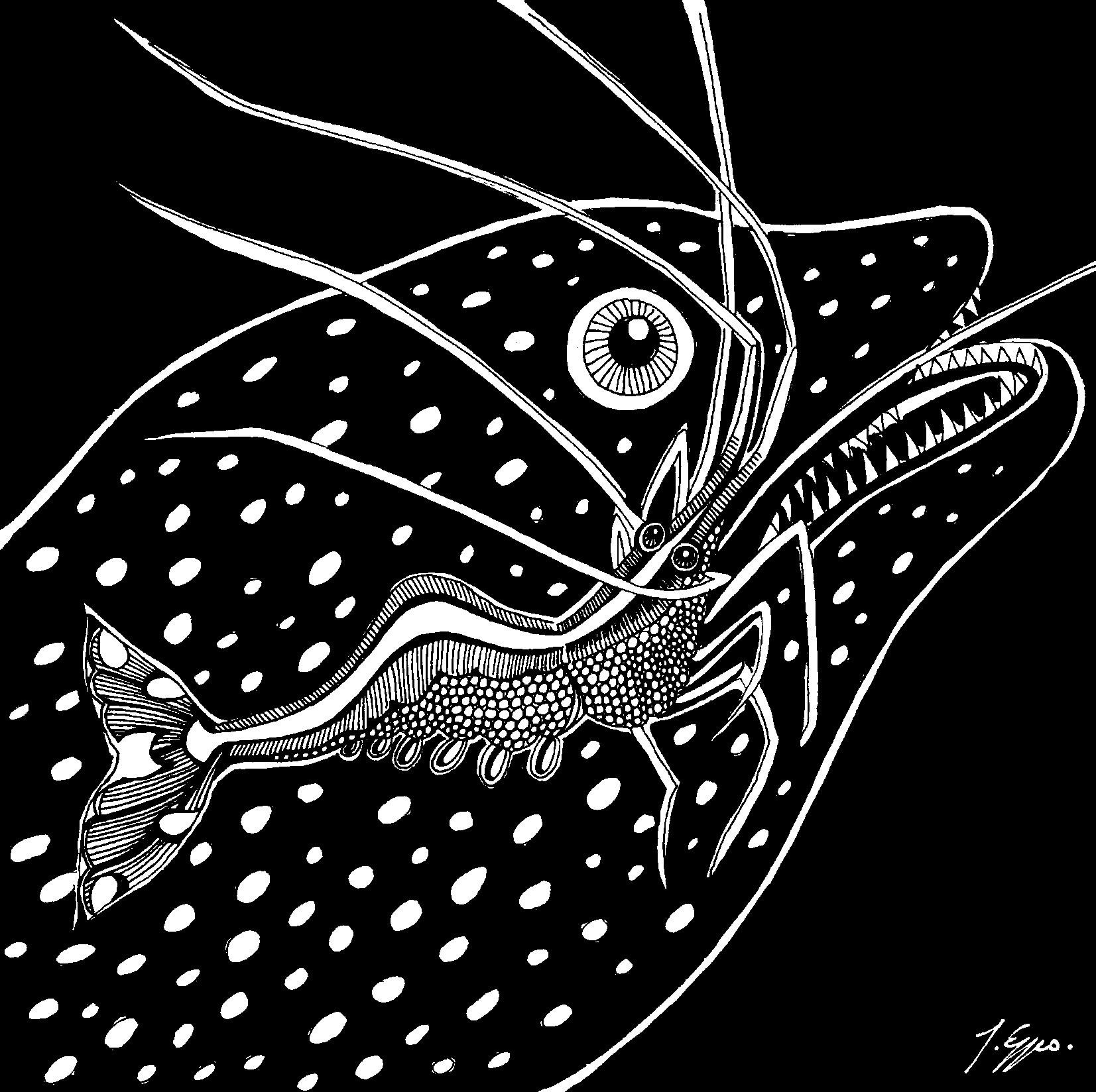 Pacific Cleaner Shrimp Drawing