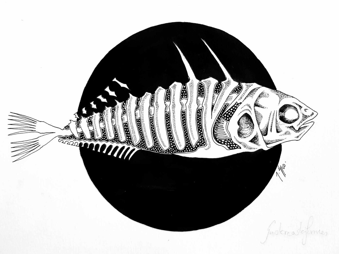Gasterosteiformes Skeleton - Original Drawing - Etsy