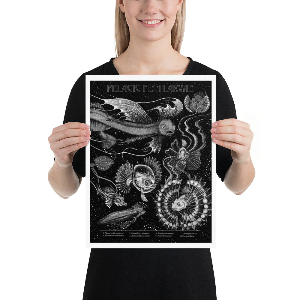 Pelagic Fish Larvae in Blackwater: Poster - Etsy
