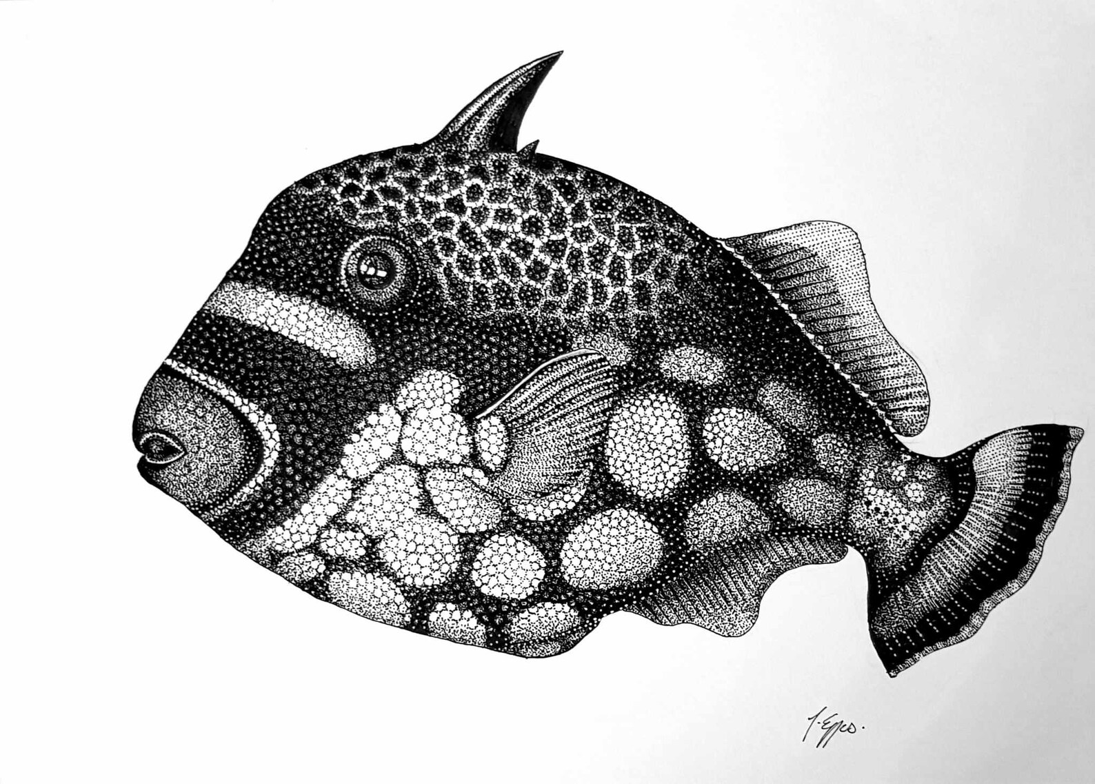 Triggerfish: Original Drawing - Etsy
