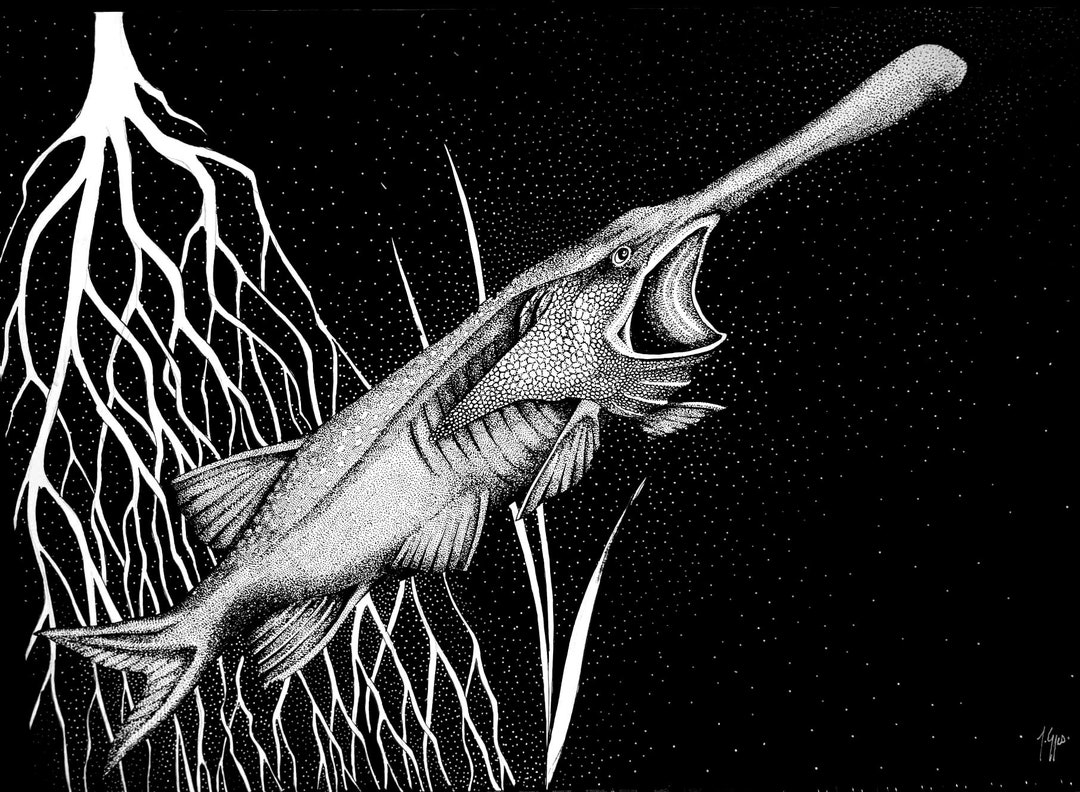 Paddlefish - Original Drawing - Etsy