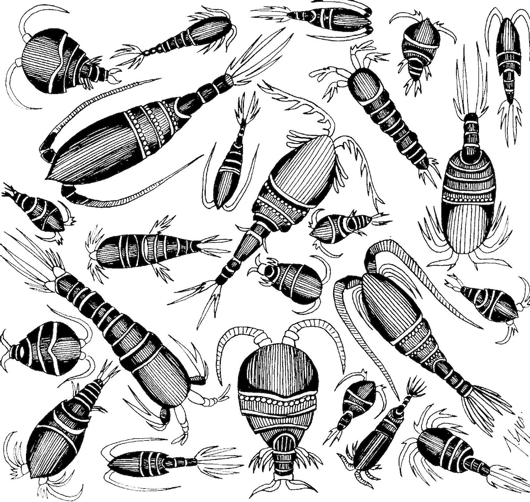 Copepods Original Drawing - Etsy UK