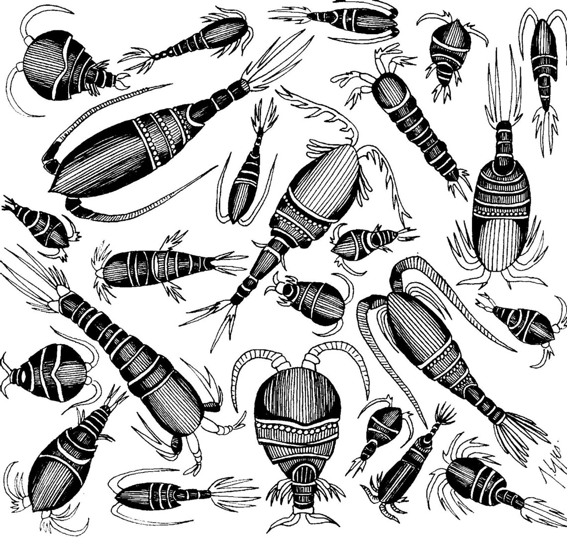 Copepods - Original Drawing - Etsy