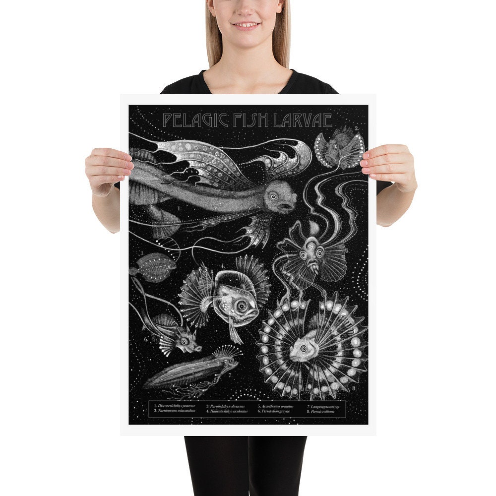 Pelagic Fish Larvae in Blackwater: Poster - Etsy