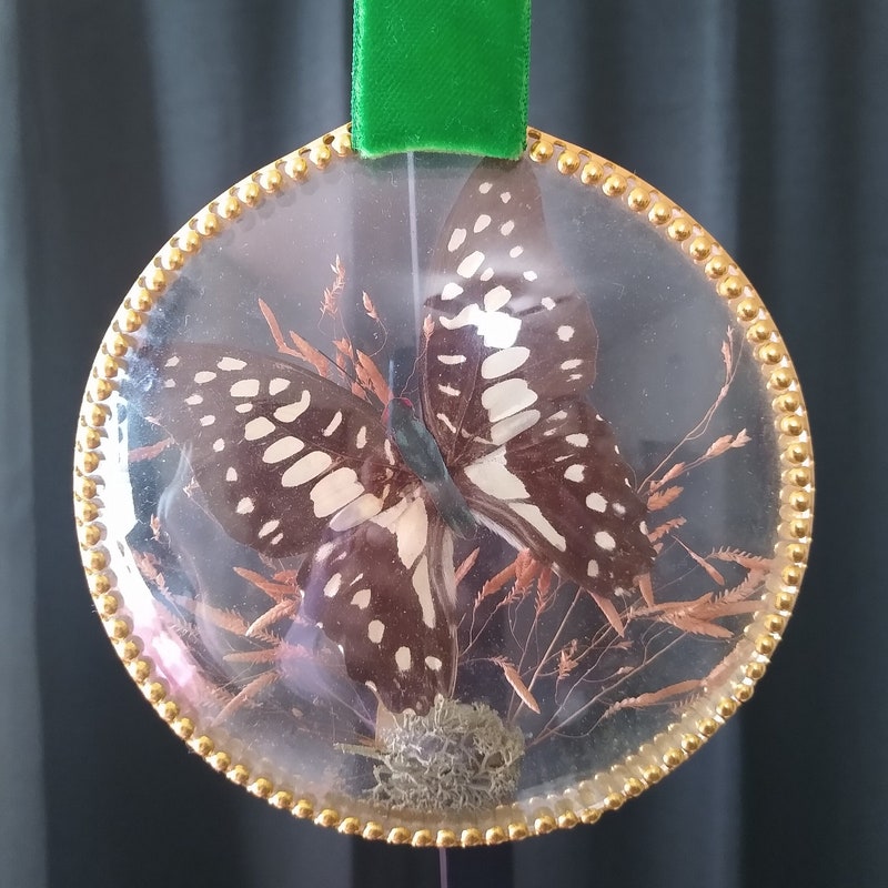 Butterfly Encased in Glass - Etsy