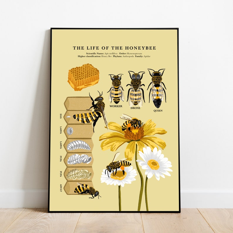 Kids Educational Honey Bee Poster Biology Poster Nature Wall | Etsy