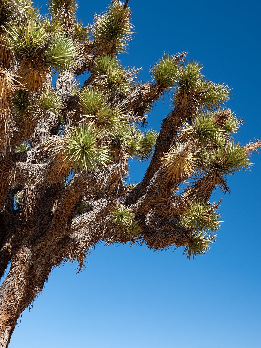 Joshua Tree Print, Joshua Tree With Cloudless Blue Sky, Joshua Tree ...