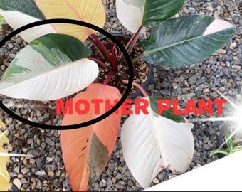 Philodendron Red Congo Variegated - Etsy