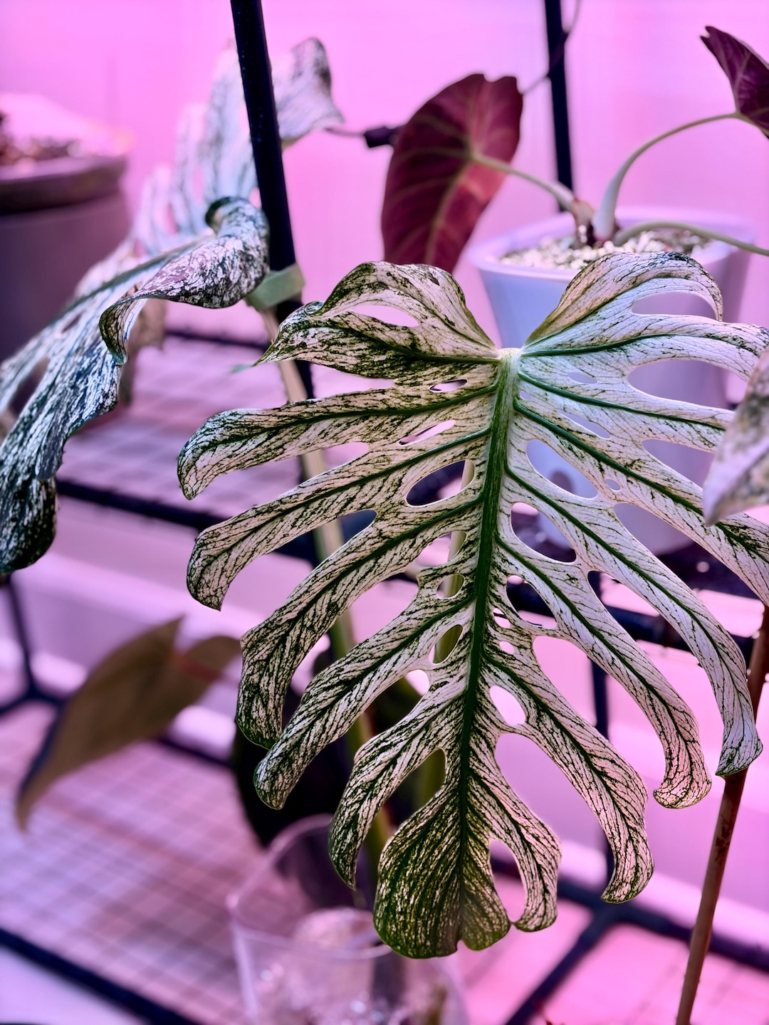 Monstera Deliciosa Var. ‘devil’ Large Form - Acclimated Tissue Culture ...