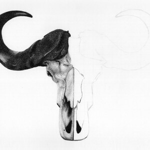 Personalized Cape Buffalo Skull Pencil Drawing - 100% Handmade. - Etsy