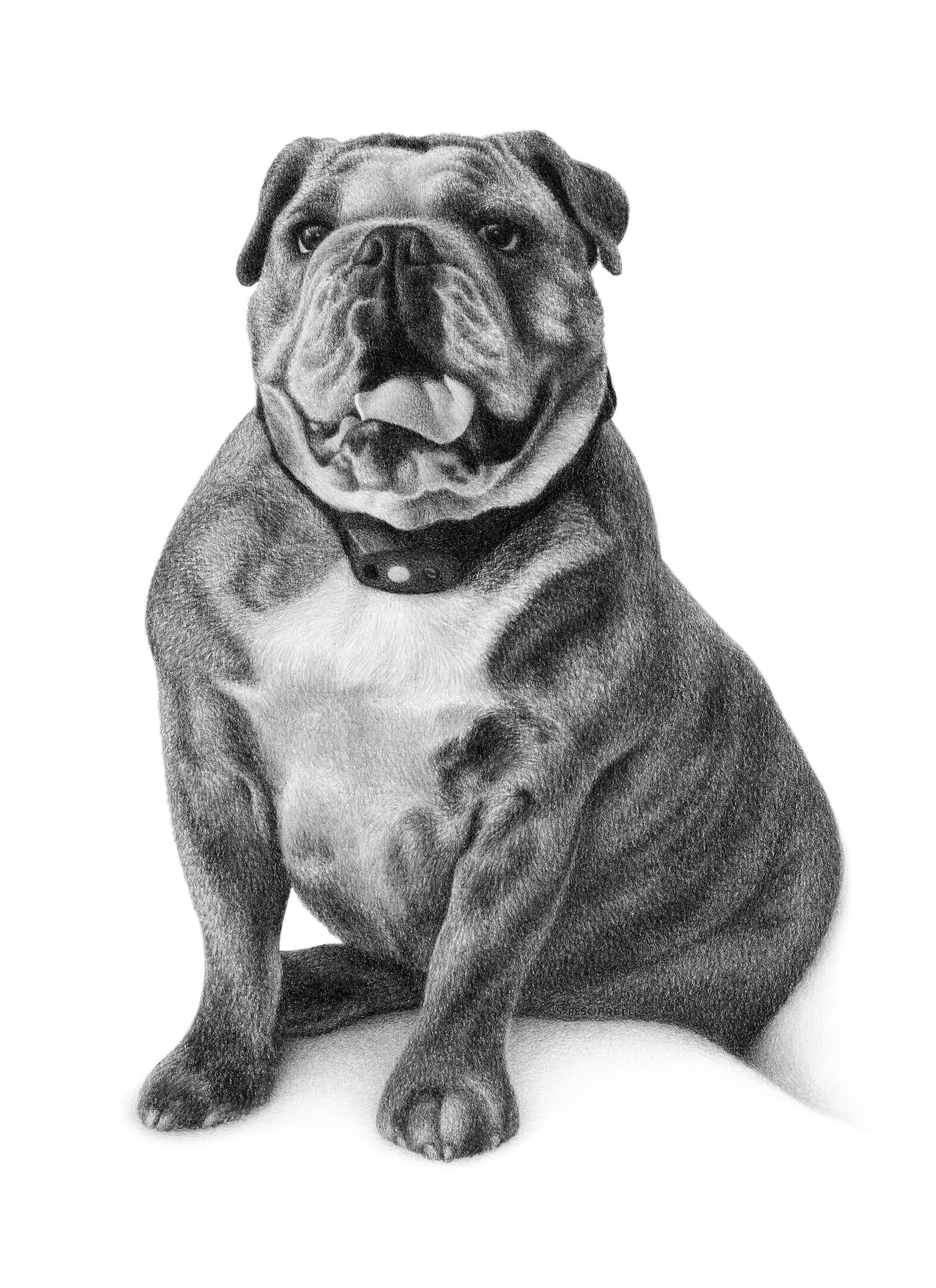 Full-body Bulldog Pencil Drawing Bulldog Drawing. | Etsy