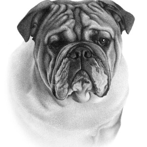 Bulldog Drawing - Custom Pencil Drawing - Etsy