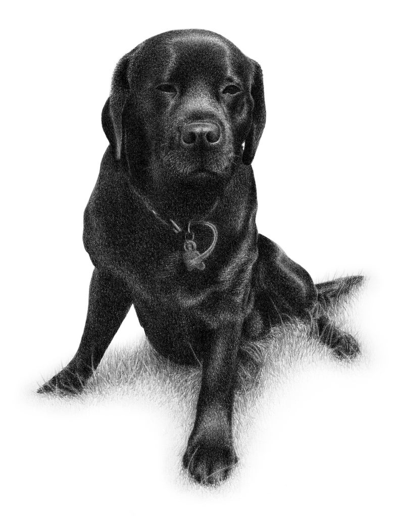 Labrador Pencil Drawing Custom Lab Drawings 100% Handmade. - Etsy