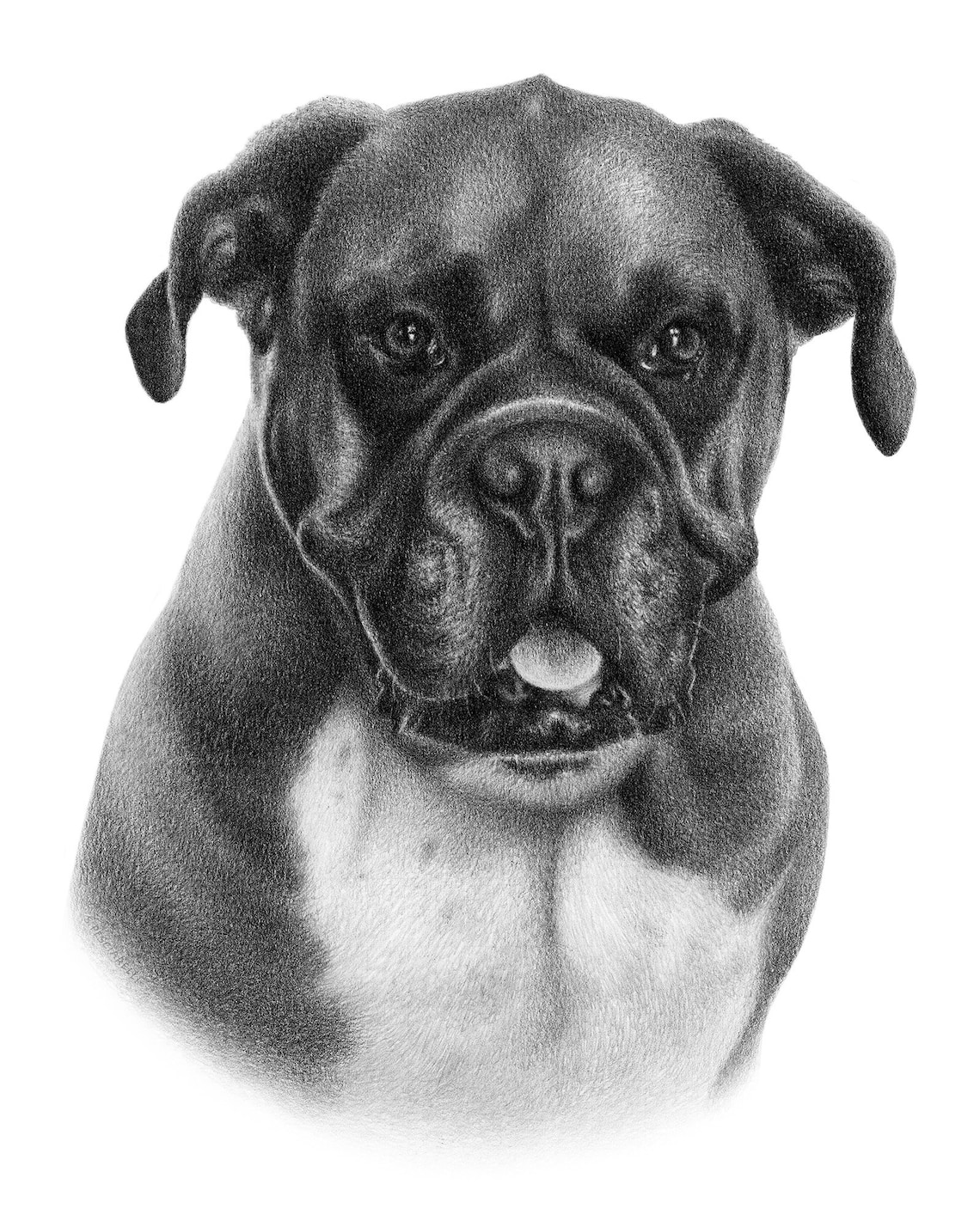 Boxer Drawing From Photo Dog Drawing From Photo. - Etsy