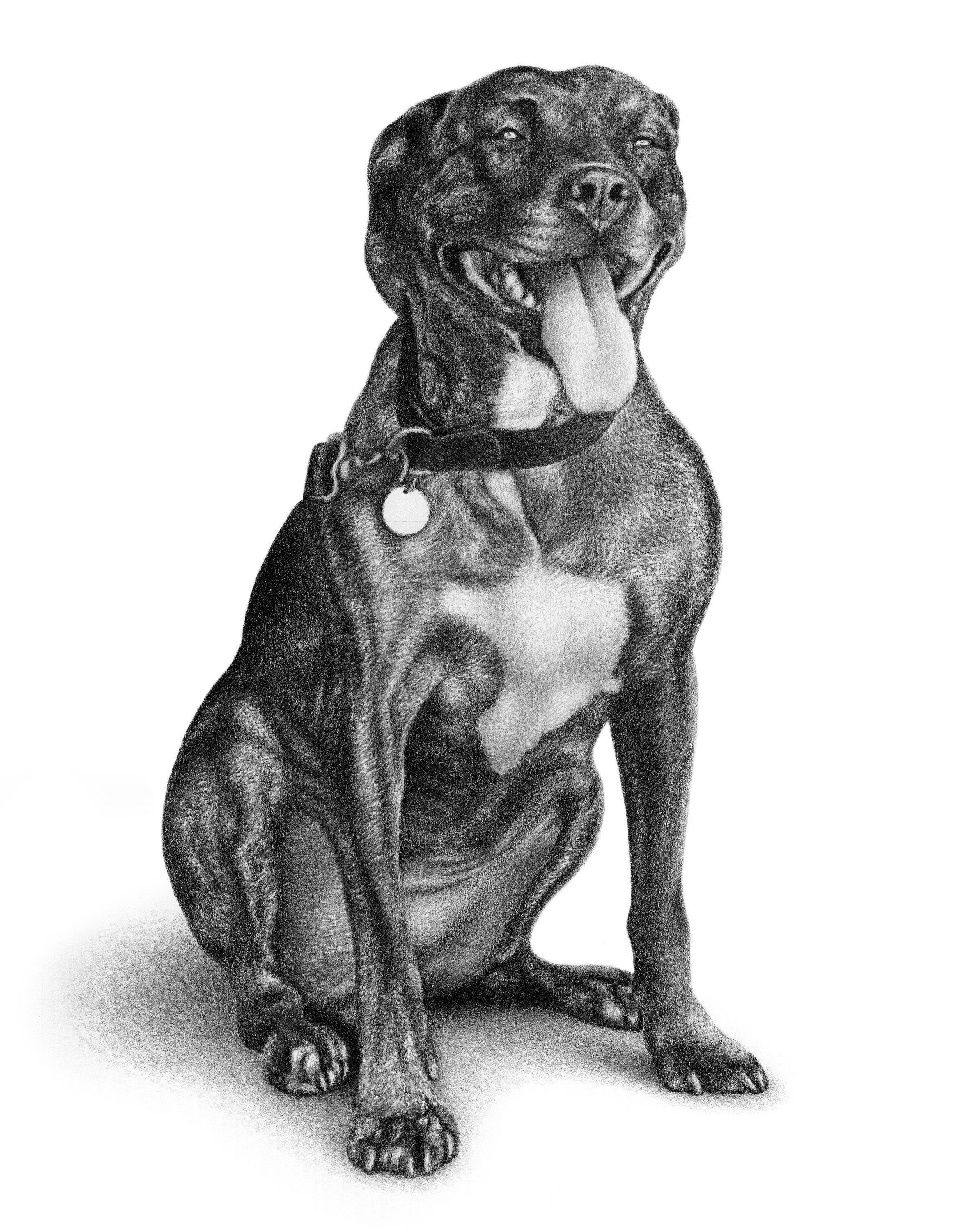 How To Draw A Pitbull With Pencil