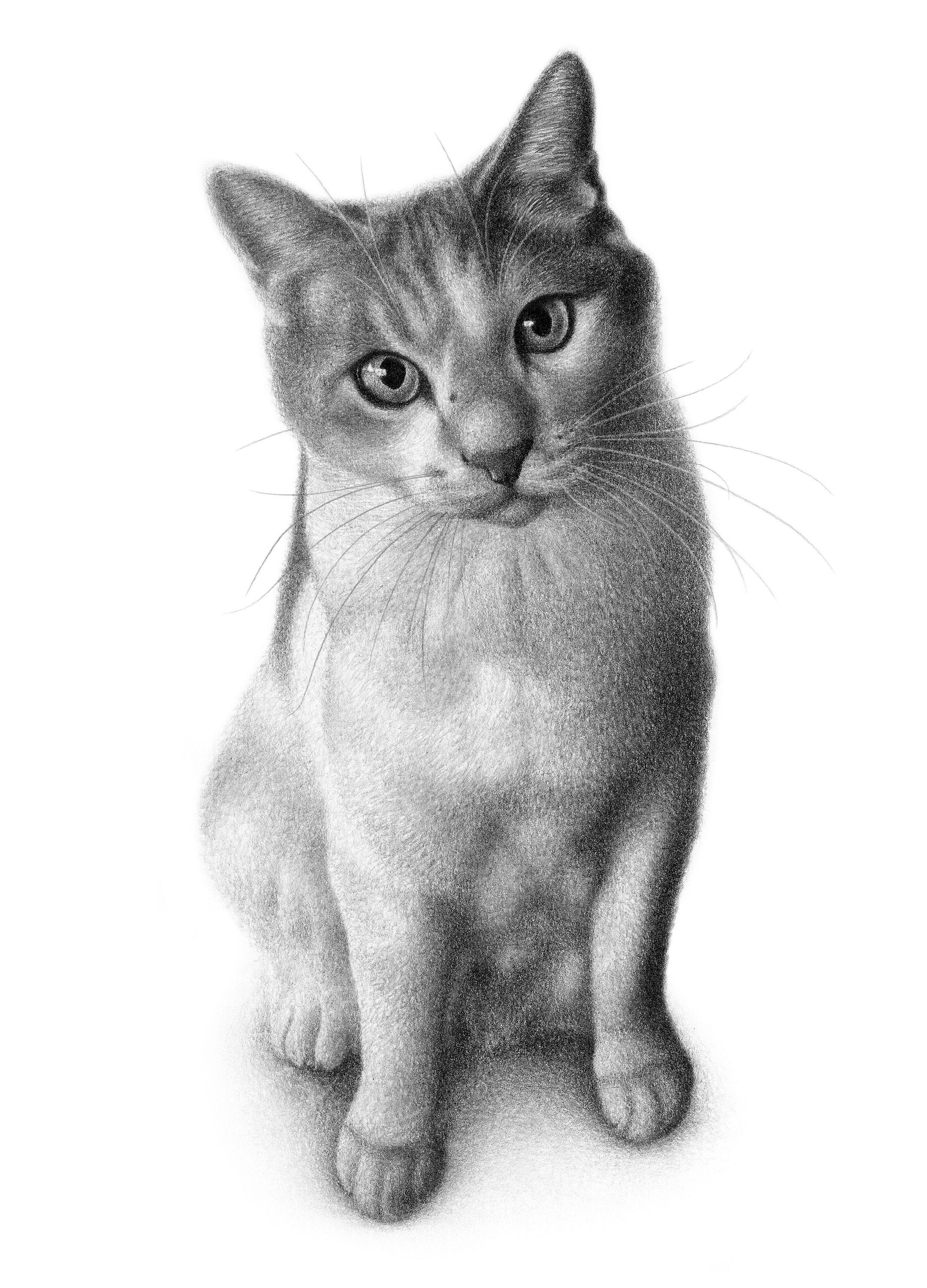 Personalized Cat Pencil Drawing From Photo 100% Handmade. - Etsy