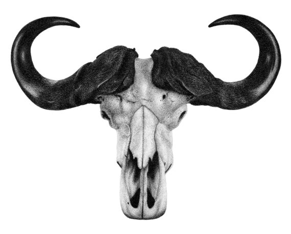 Buffalo Skull Drawing