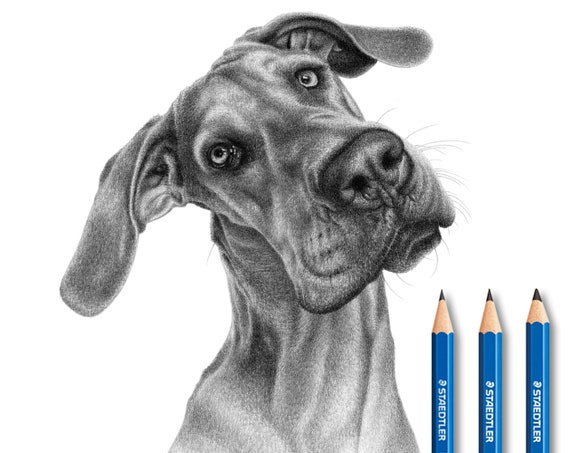 Dog Pencil Drawing Handmade Portrait Commission Your | Etsy