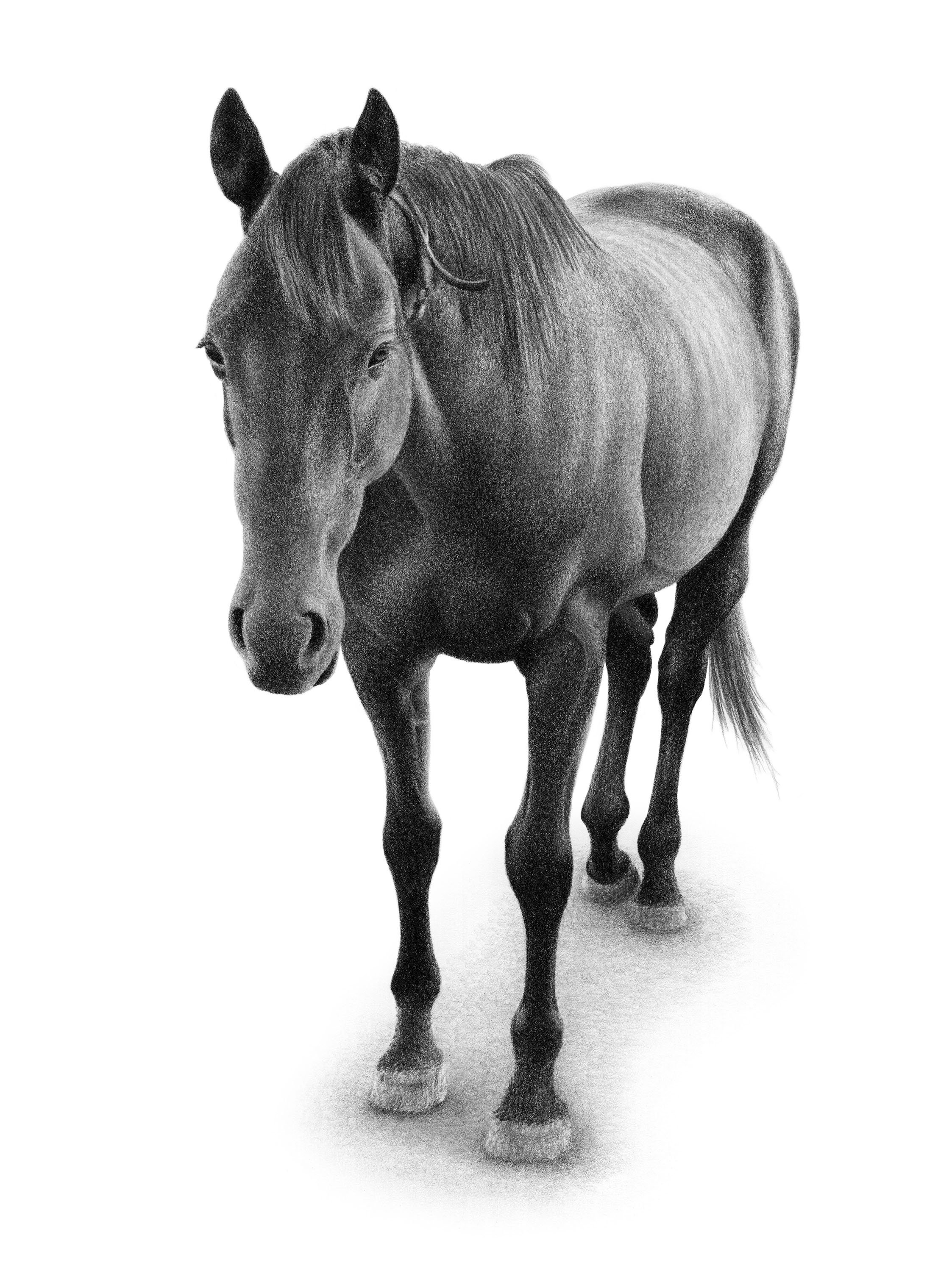 Equine Custom Pencil Drawing From Photo - 100% Handmade. - Etsy