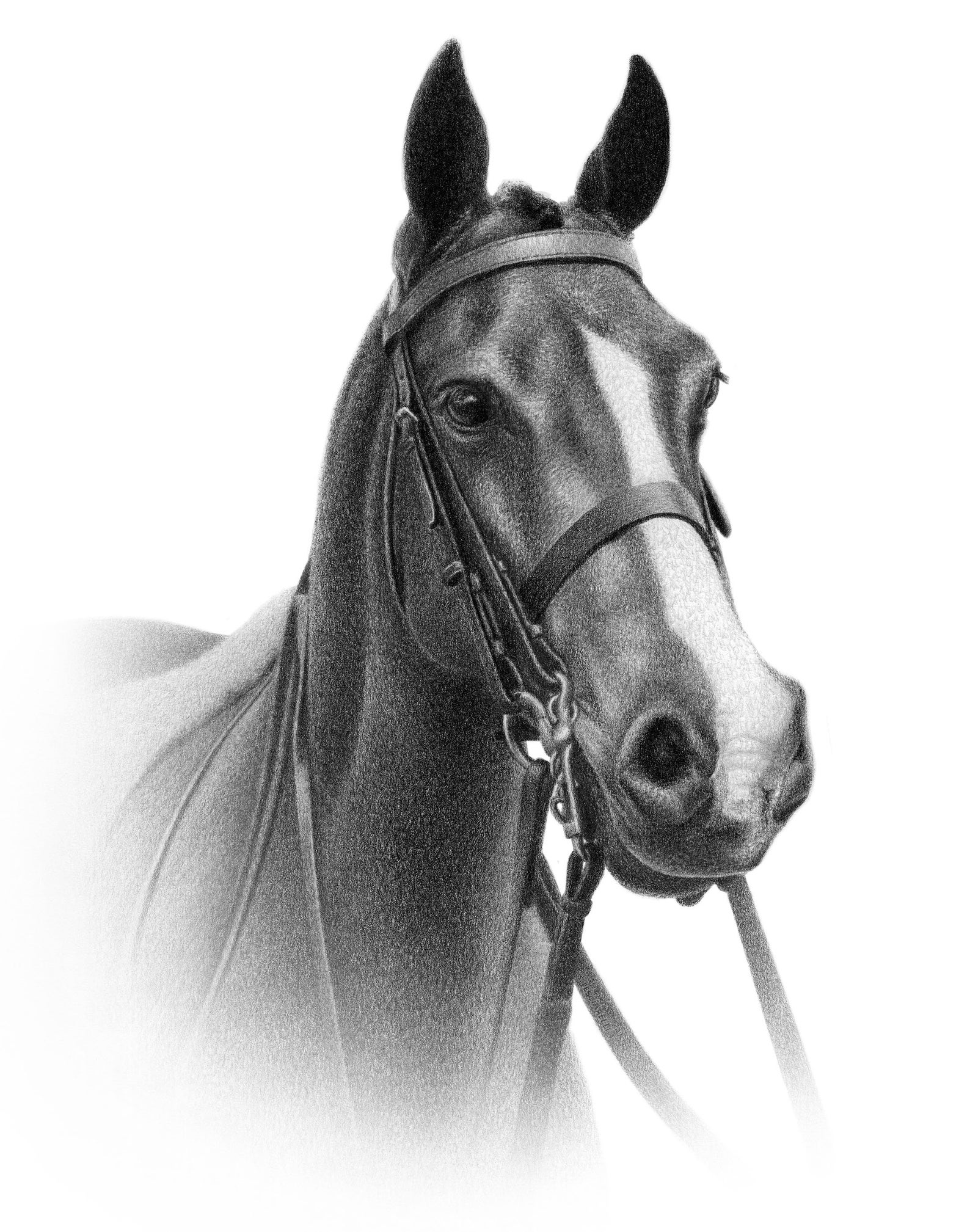 Equine Custom Pencil Drawing From Photo - 100% Handmade. - Etsy