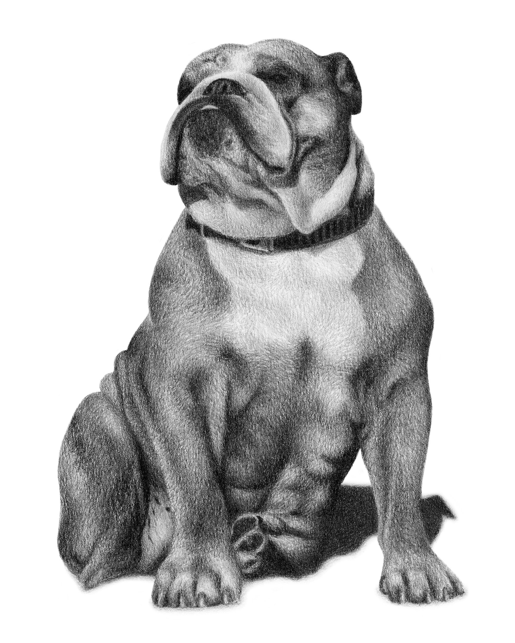 Full-body Bulldog Pencil Drawing Bulldog Drawing. - Etsy