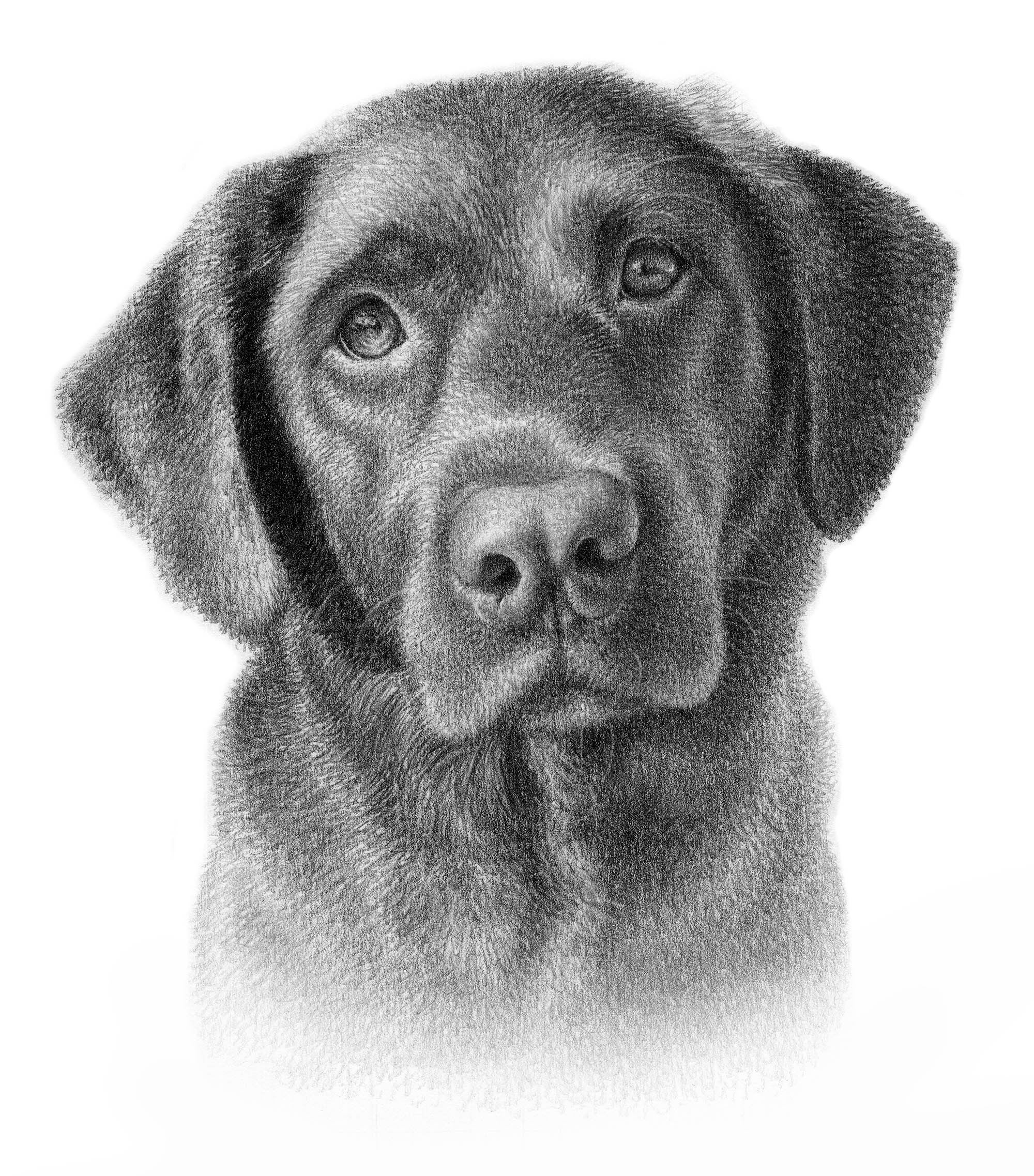 Labrador Pencil Drawing Custom Lab Drawings 100% Handmade. - Etsy
