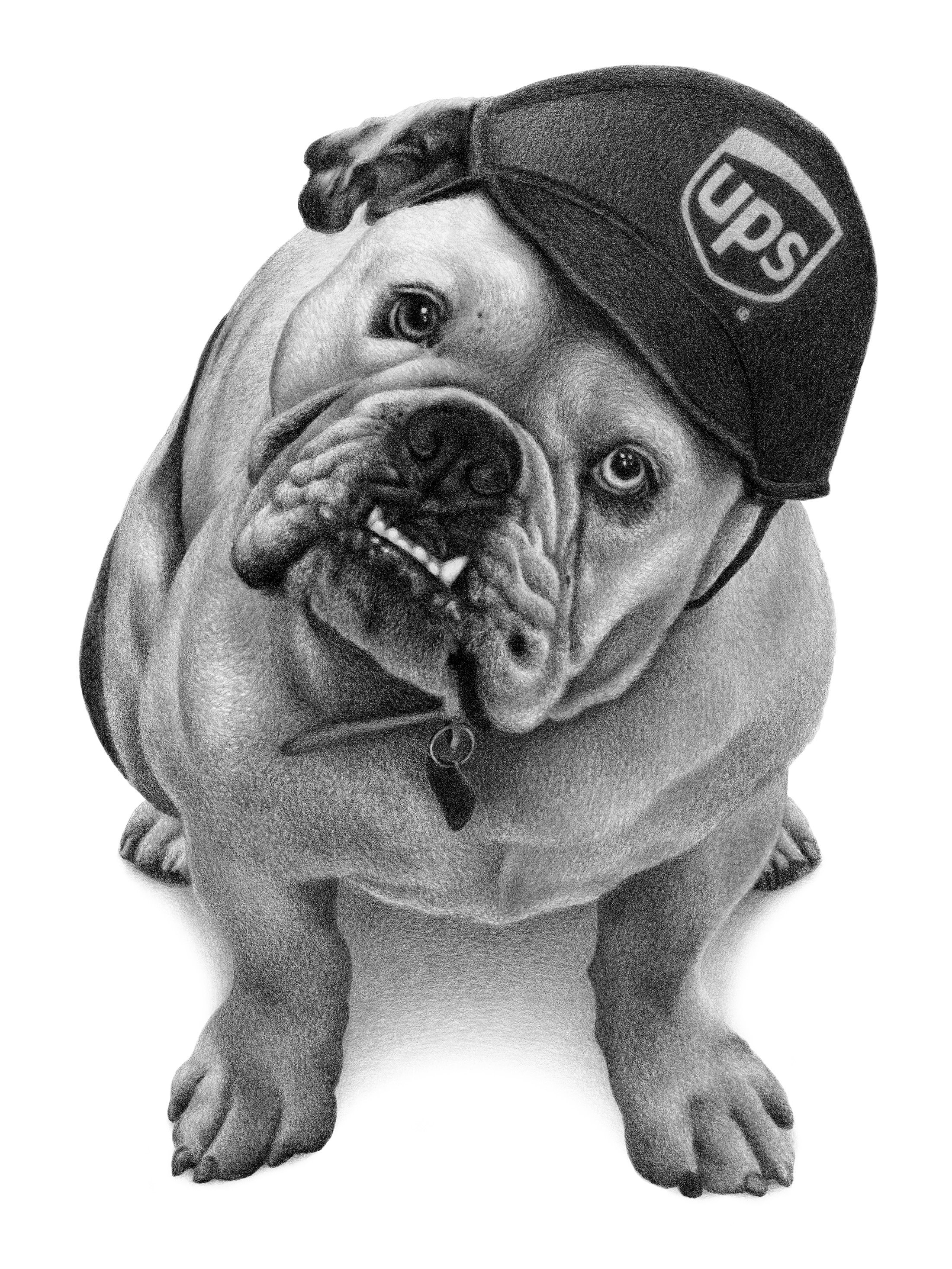 Full-body Bulldog Pencil Drawing Bulldog Drawing. | Etsy