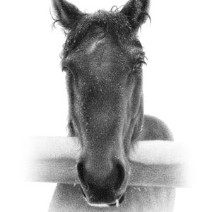 Equine Custom Pencil Drawing From Photo - 100% Handmade. - Etsy