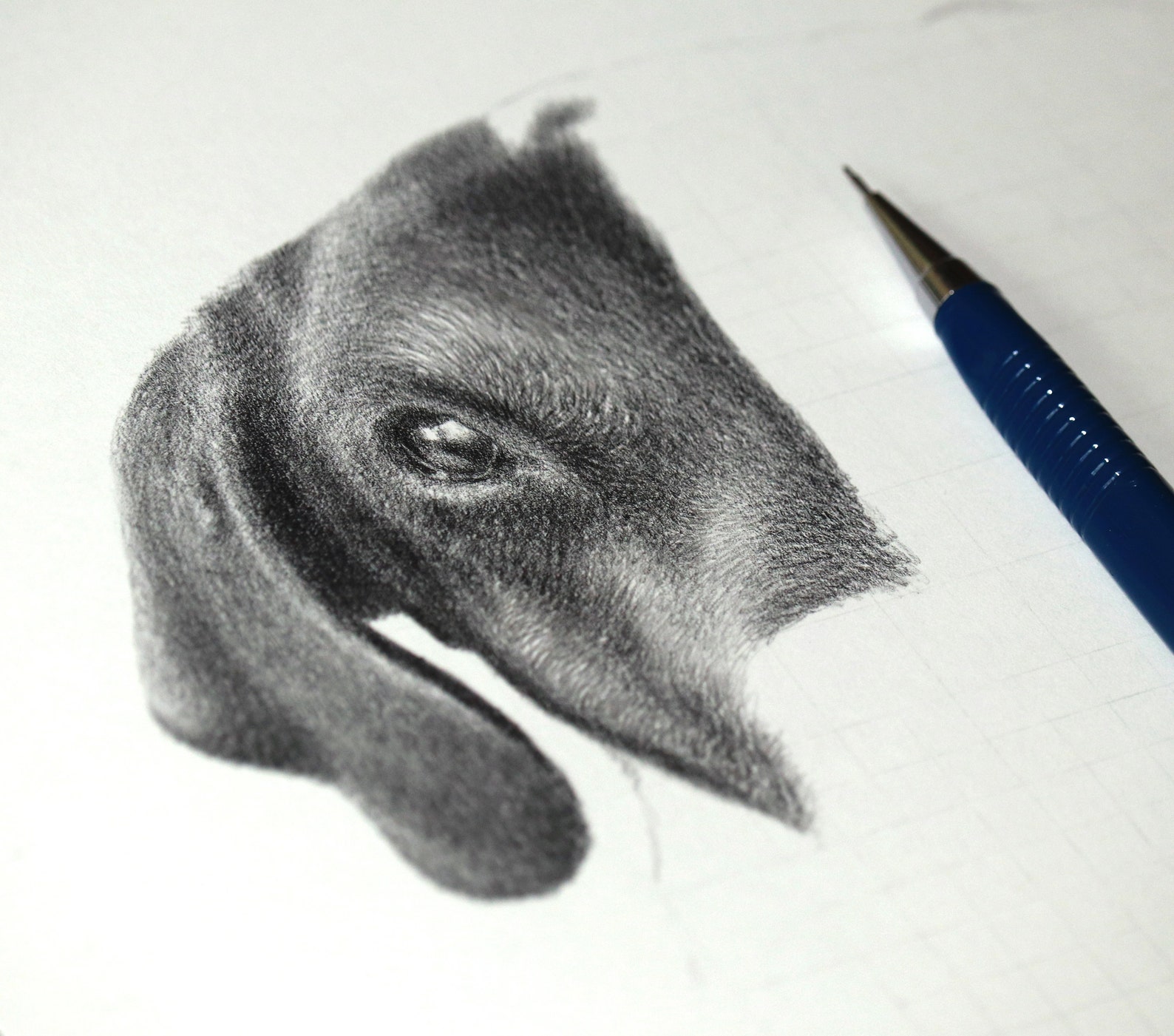 Commission Pet Drawing From Photo 100% Handmade. - Etsy