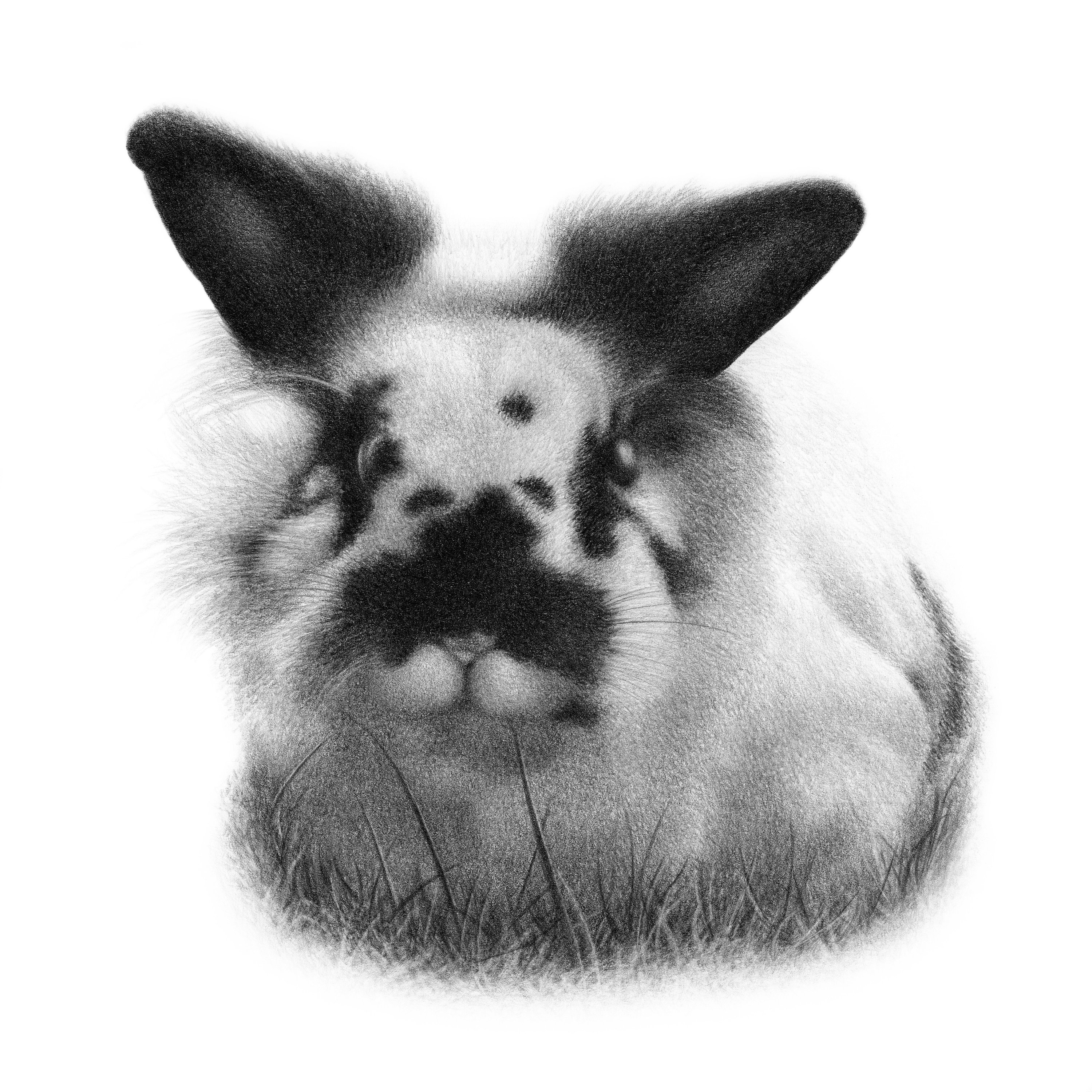 Bunny Pencil Drawing Custom Portrait. - Etsy