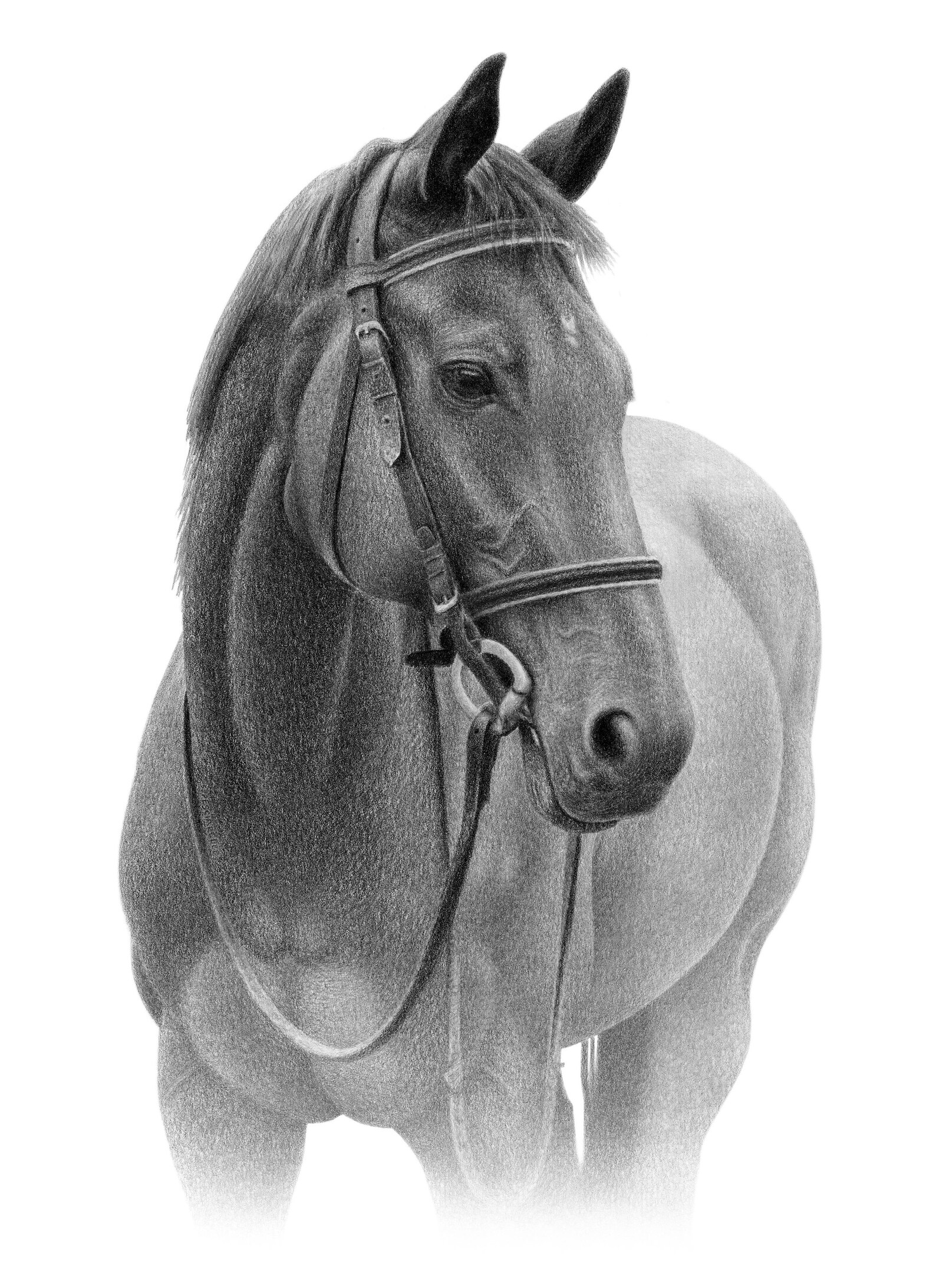 Equine Custom Pencil Drawing From Photo - 100% Handmade. - Etsy