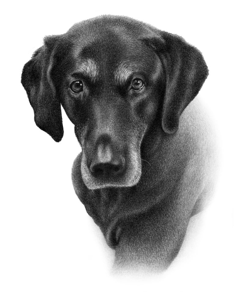 Black Dog Sketch Custom Pencil Drawing 100% Handmade | Etsy