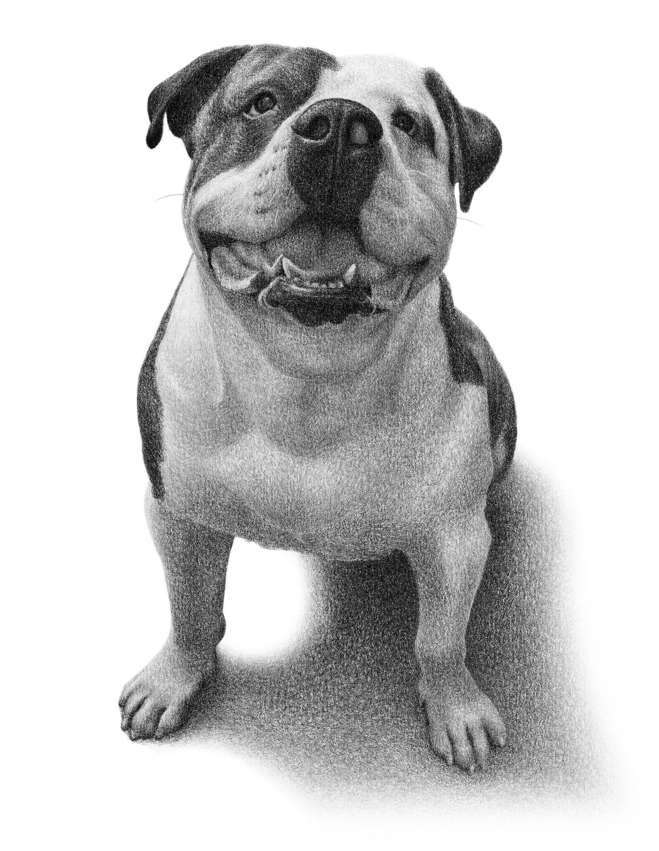 Full-body Bulldog Pencil Drawing Bulldog Drawing. - Etsy