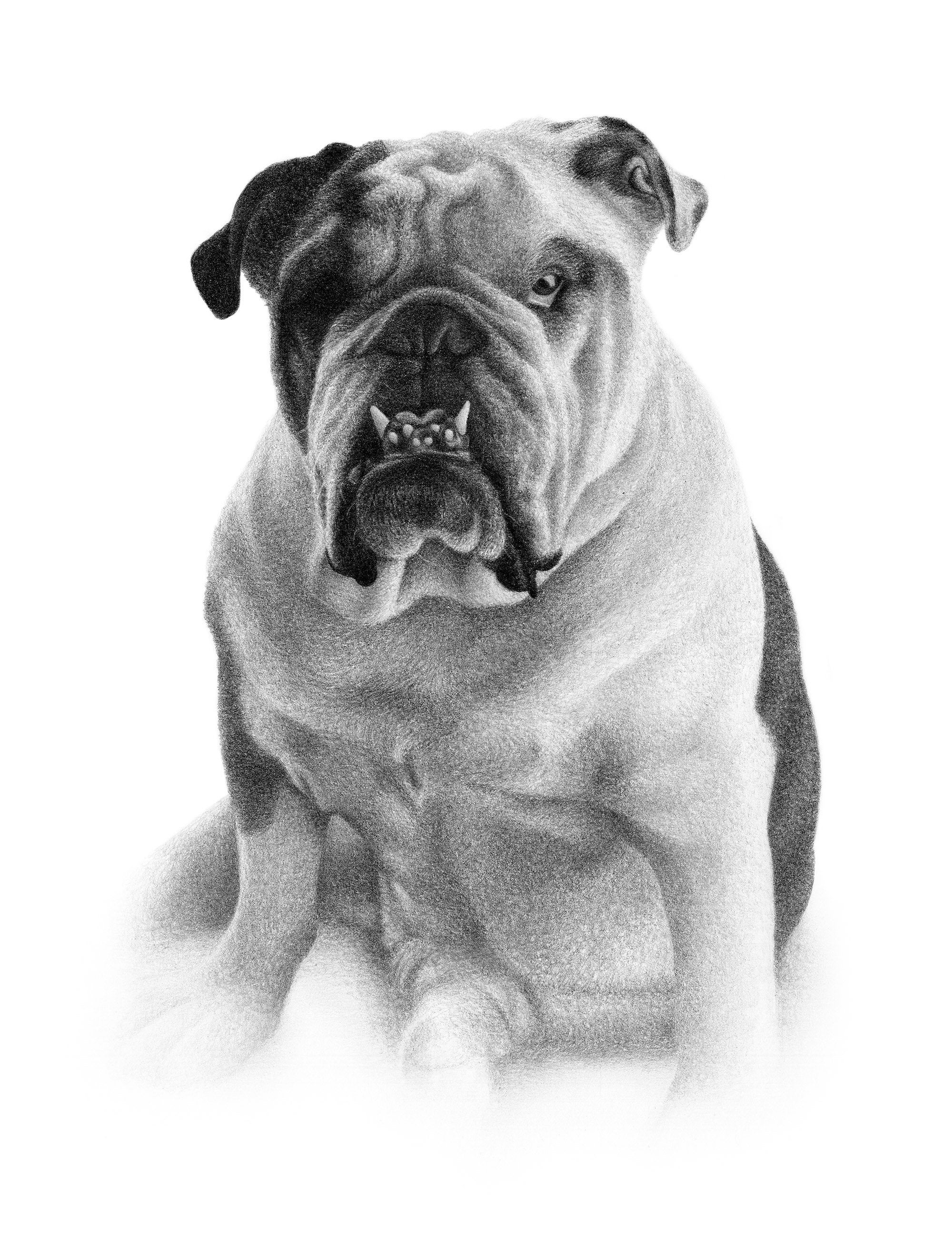 Full-body Bulldog Pencil Drawing Bulldog Drawing. - Etsy