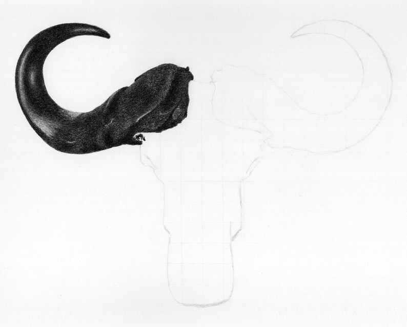 Personalized Cape Buffalo Skull Pencil Drawing 100% - Etsy