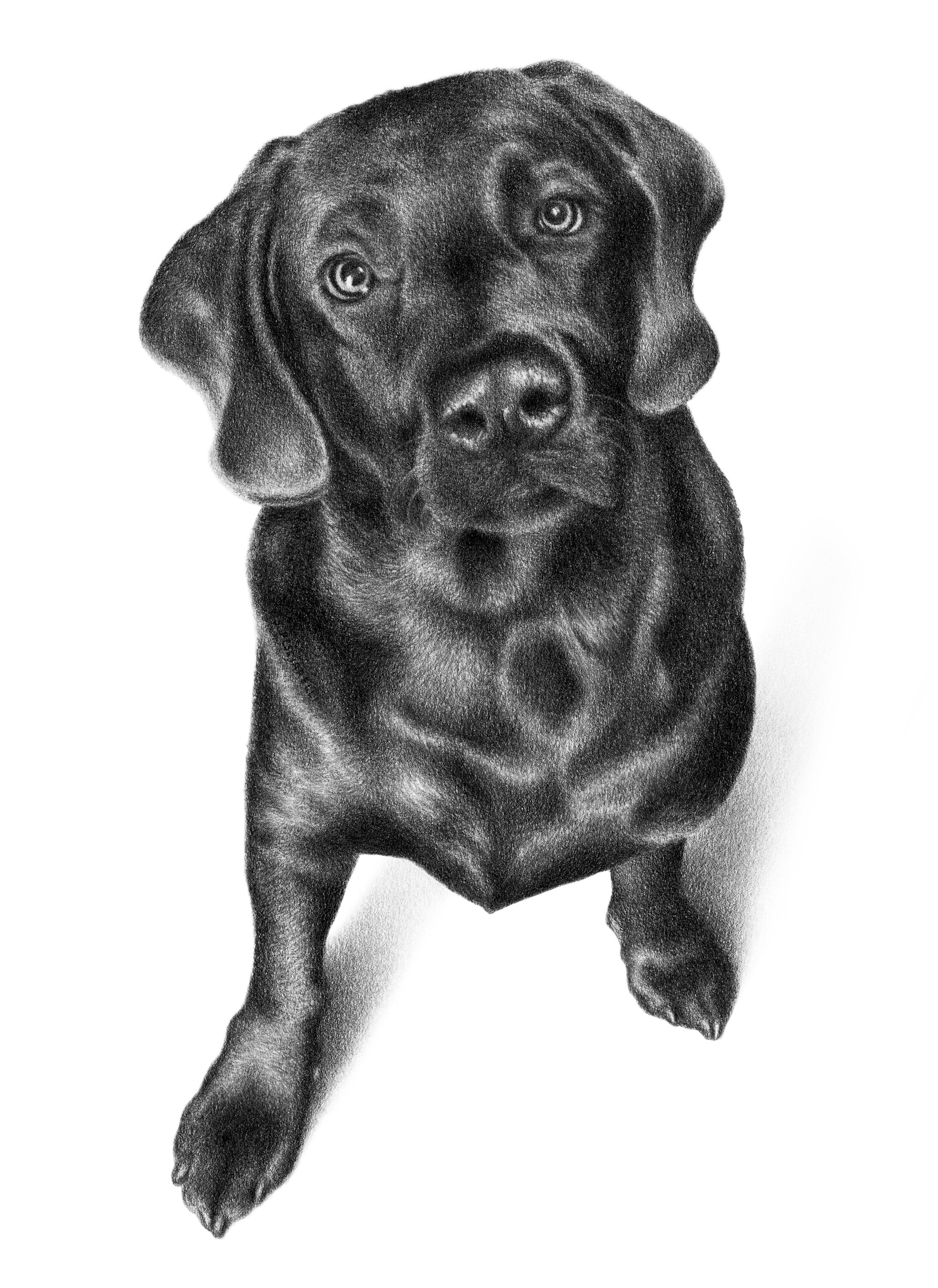 Labrador Pencil Drawing Custom Lab Drawings 100% Handmade. - Etsy