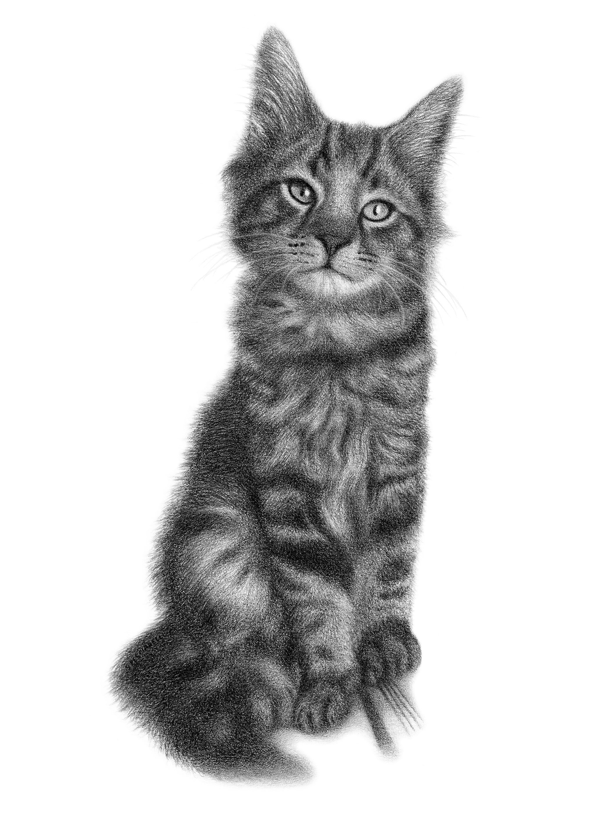 Cat Pencil Sketch Custom Pencil Drawing Handmade. | Etsy