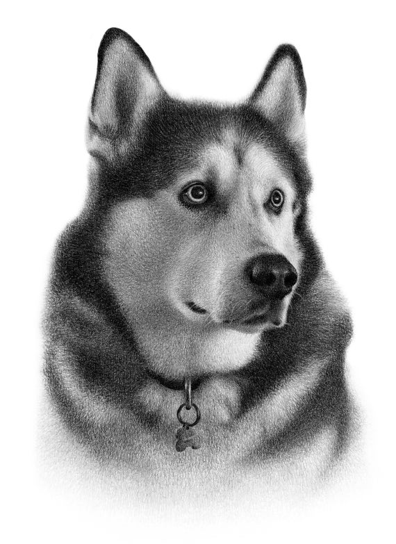 Husky Pencil Drawing