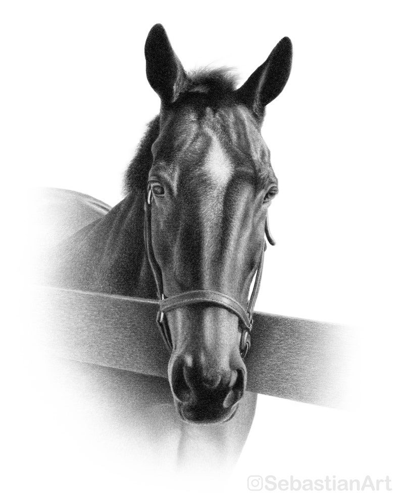 Equine Custom Pencil Drawing From Photo - 100% Handmade. - Etsy