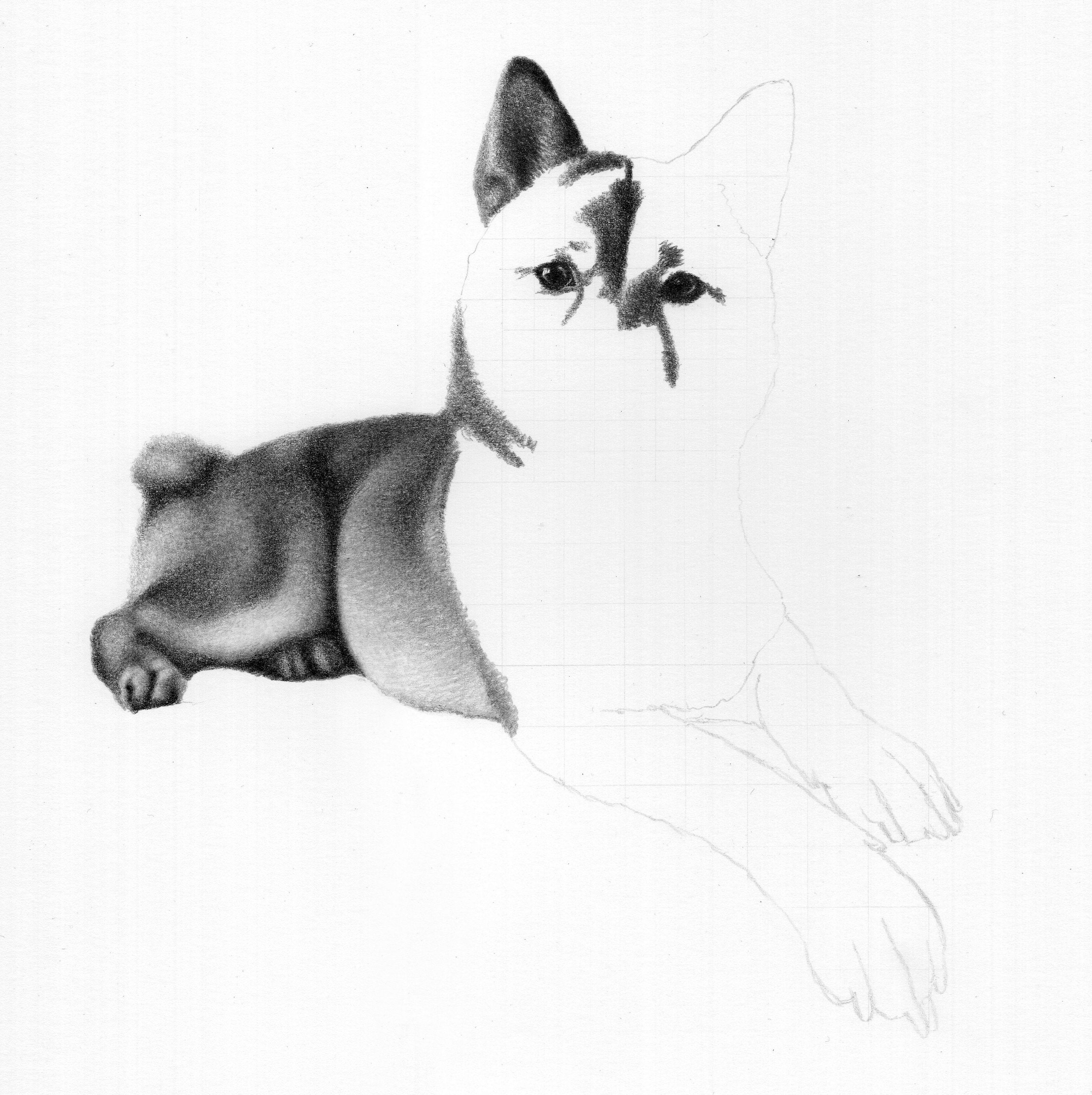 Shiba Inu Personalized Pencil Drawing Custom Portrait 100% - Etsy