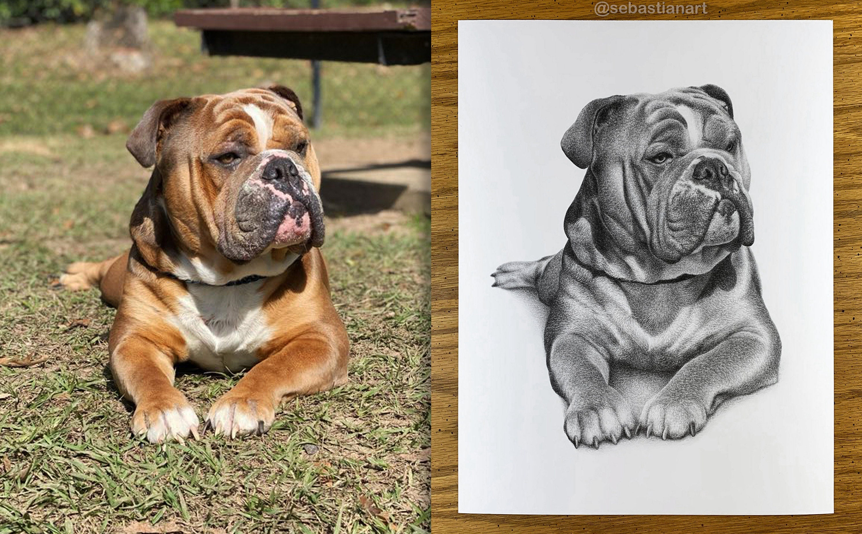 English Bulldog Drawing Dogs Characters Doodle Sticker English