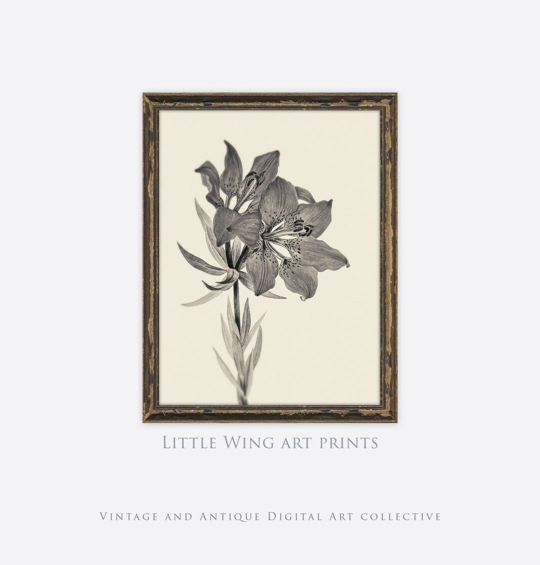 Vintage Lily Floral Print Botanical Art Decorative Flower Art Printable ...