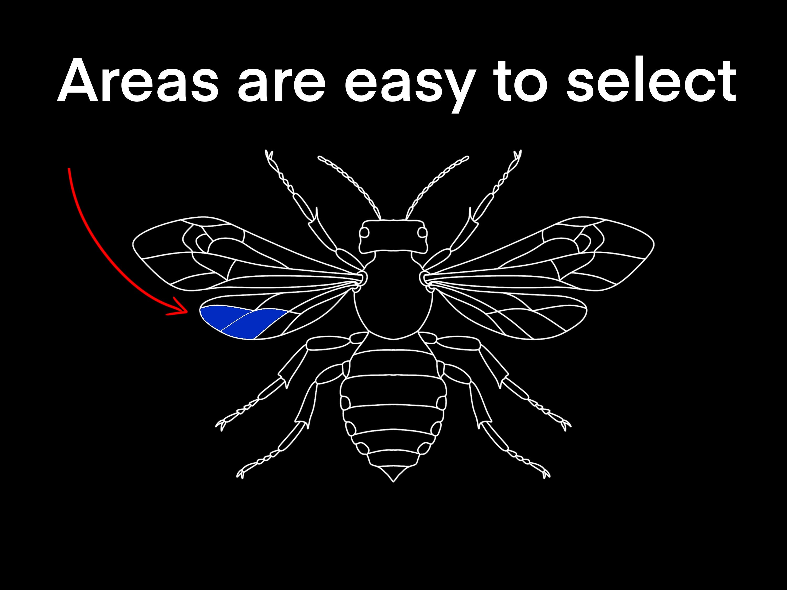 Procreate Butterfly Spider Insect Brush Set - Etsy