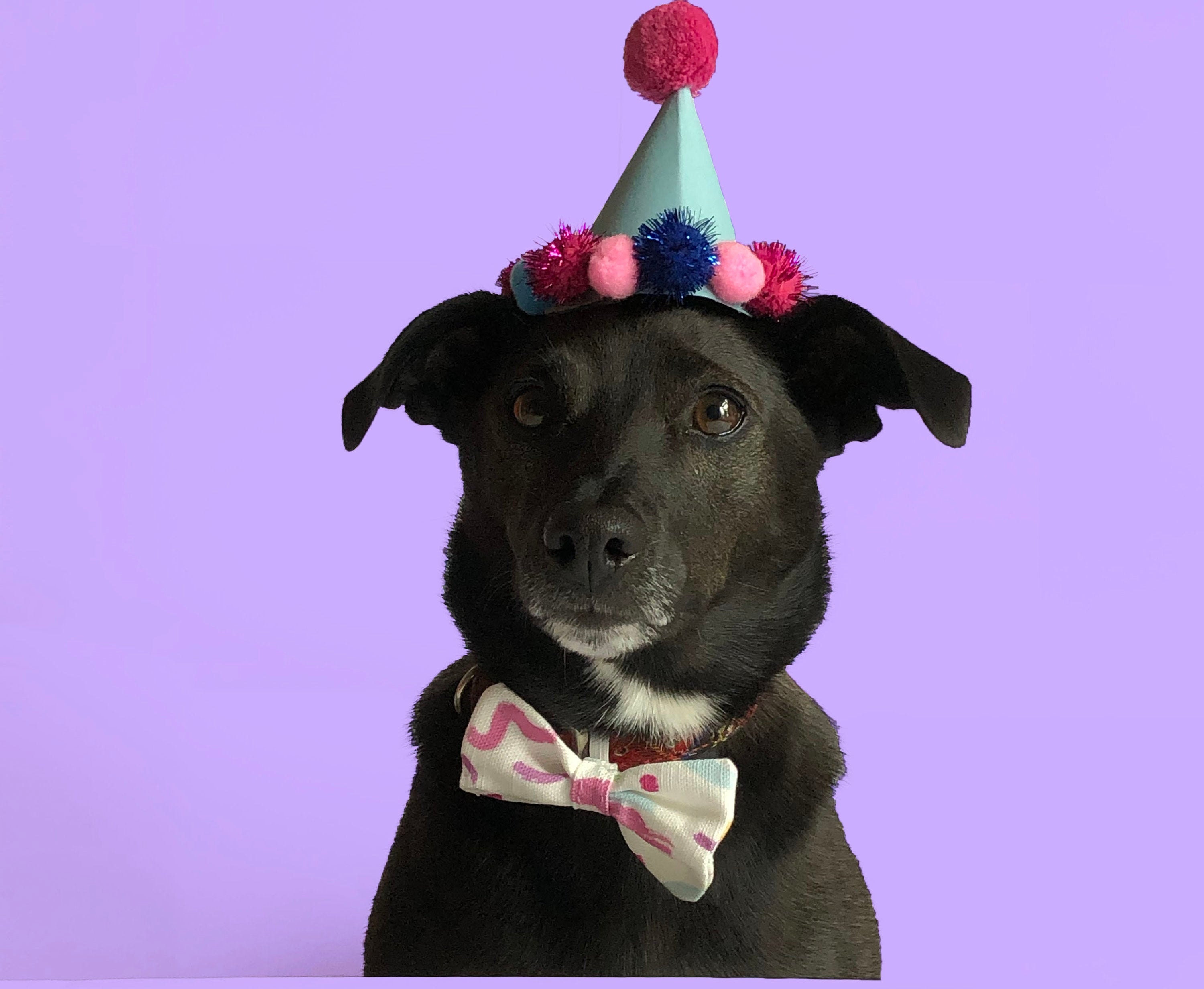 Corbata de perro a medida Estampado de confeti - Etsy España