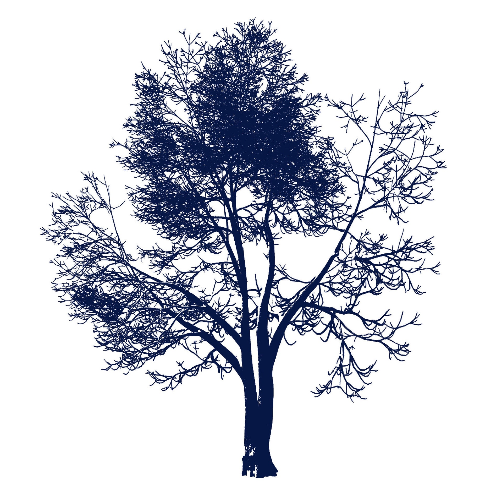 Procreate Winter Tree Brushes, Stamps, Procreate Tree Stamps, Tree ...